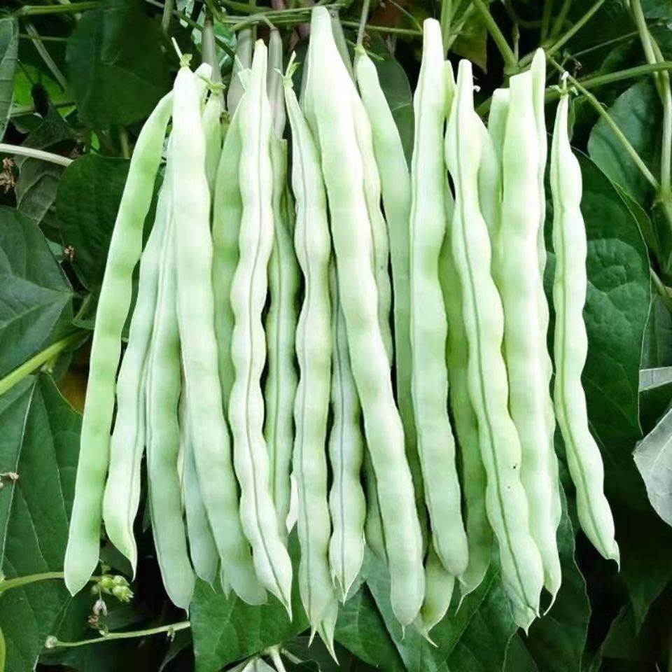 Baguio Beans Seeds | (20seeds) Baguio Beans | Vegetables seeds | French ...