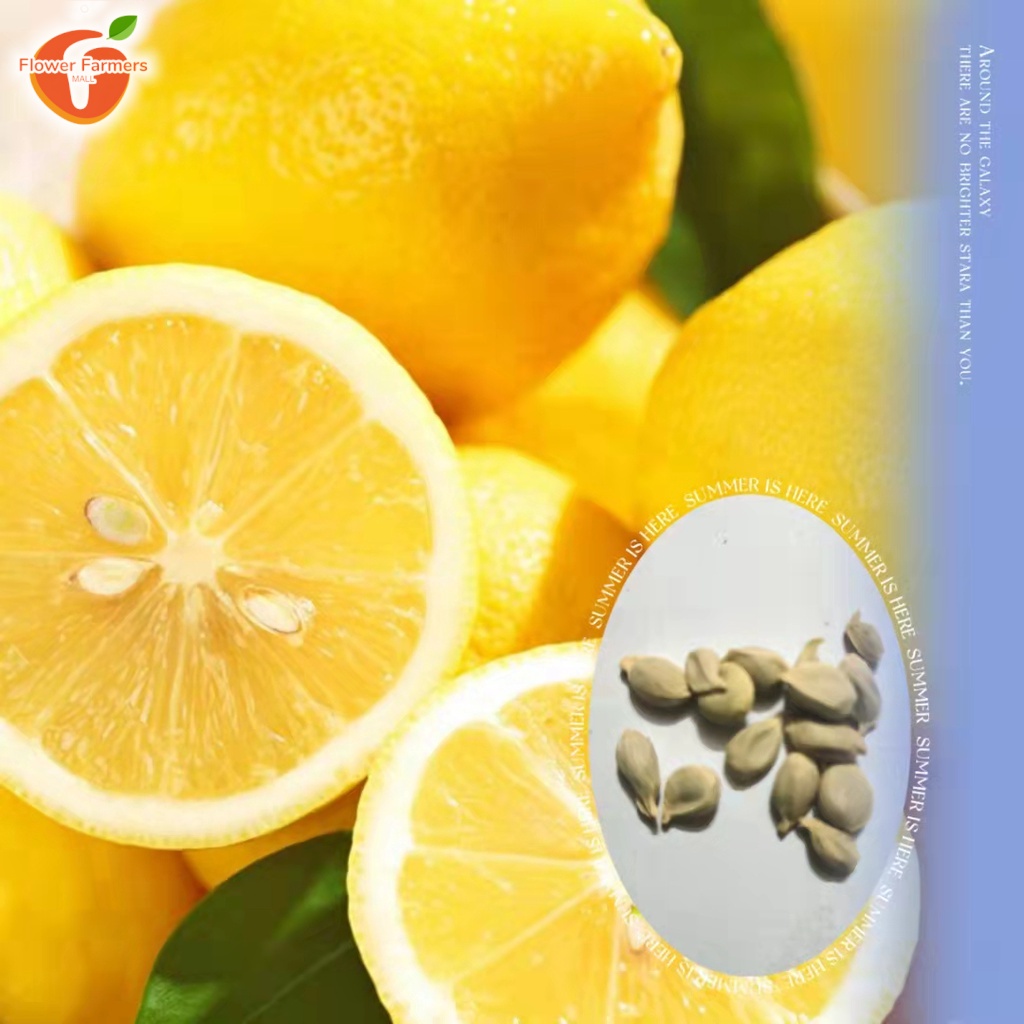 20Pcs Lemon Tree Seeds Mini Bonsai Fruit Lemon ,fruit and Vegetable ...