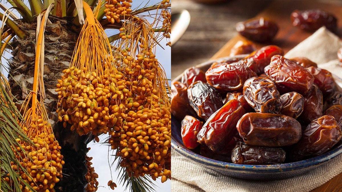 Organic Dried Date Palm – Healthy Snack, Natural Sweetness, No Sugar ...