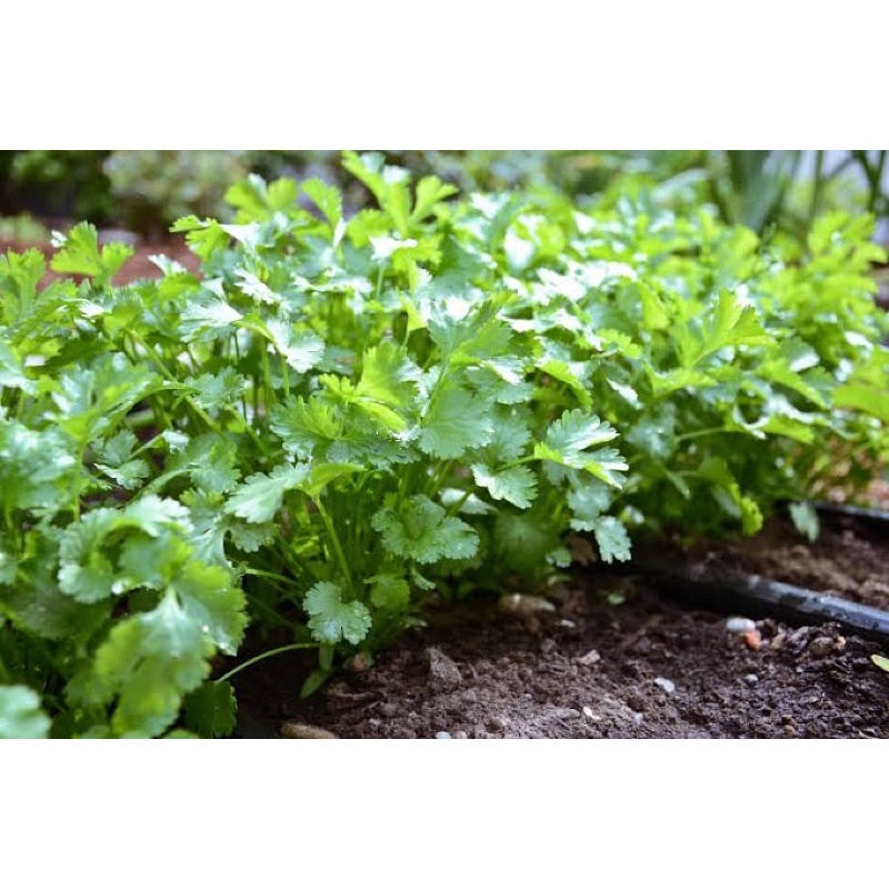 Cilantro Seeds ( HERBS ) 100pcs Seeds - 1pack | Shopee Philippines
