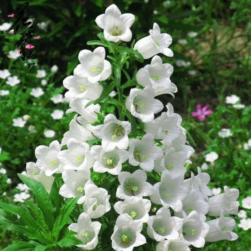 Bellflower Seeds Flower Seeds for Gardening (Mix 150 Seed) Bonsai Seeds ...