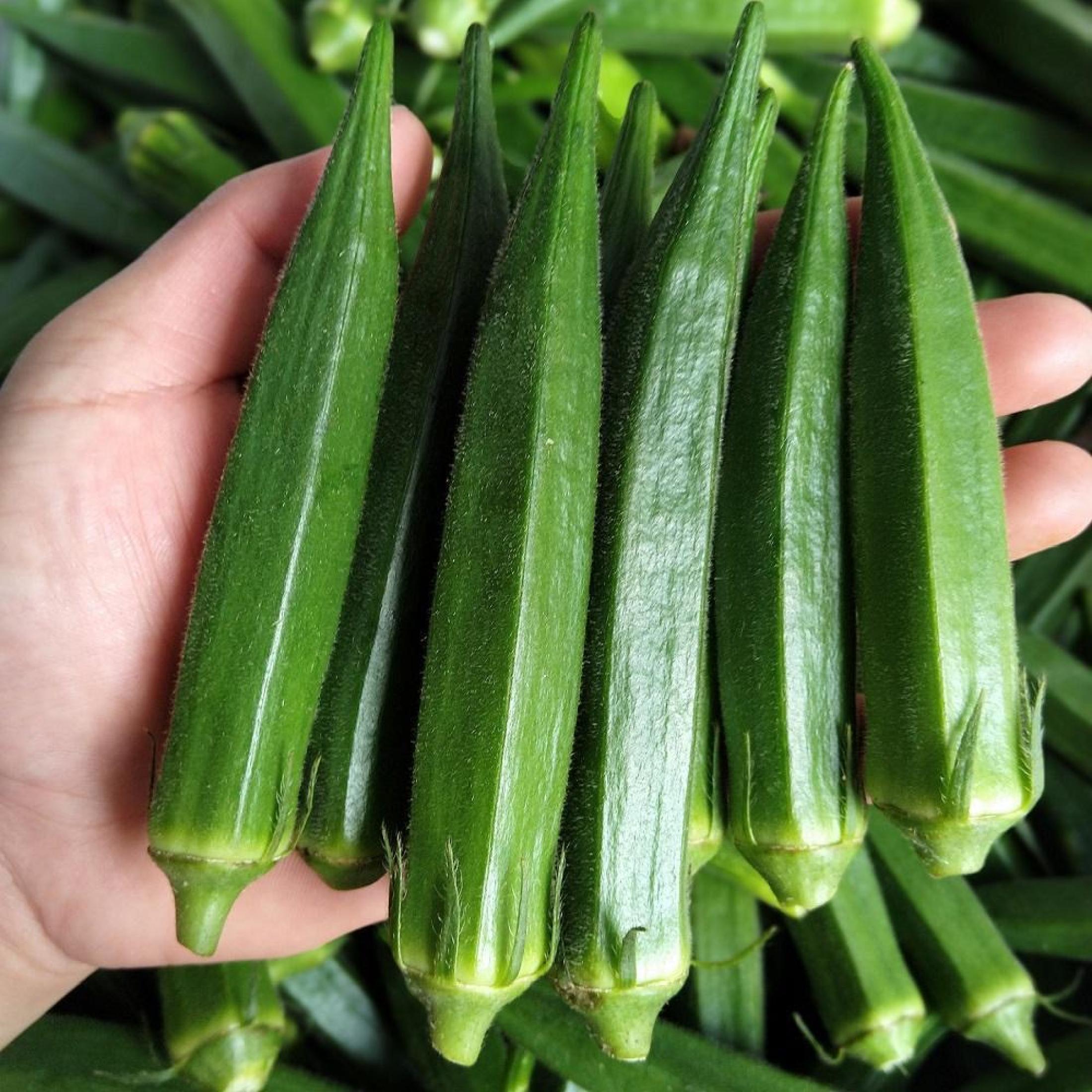 50 Seeds/pack HYBRID OKRA SEEDS-OKRA VEGETABLE SEEDS/Smooth Green ...