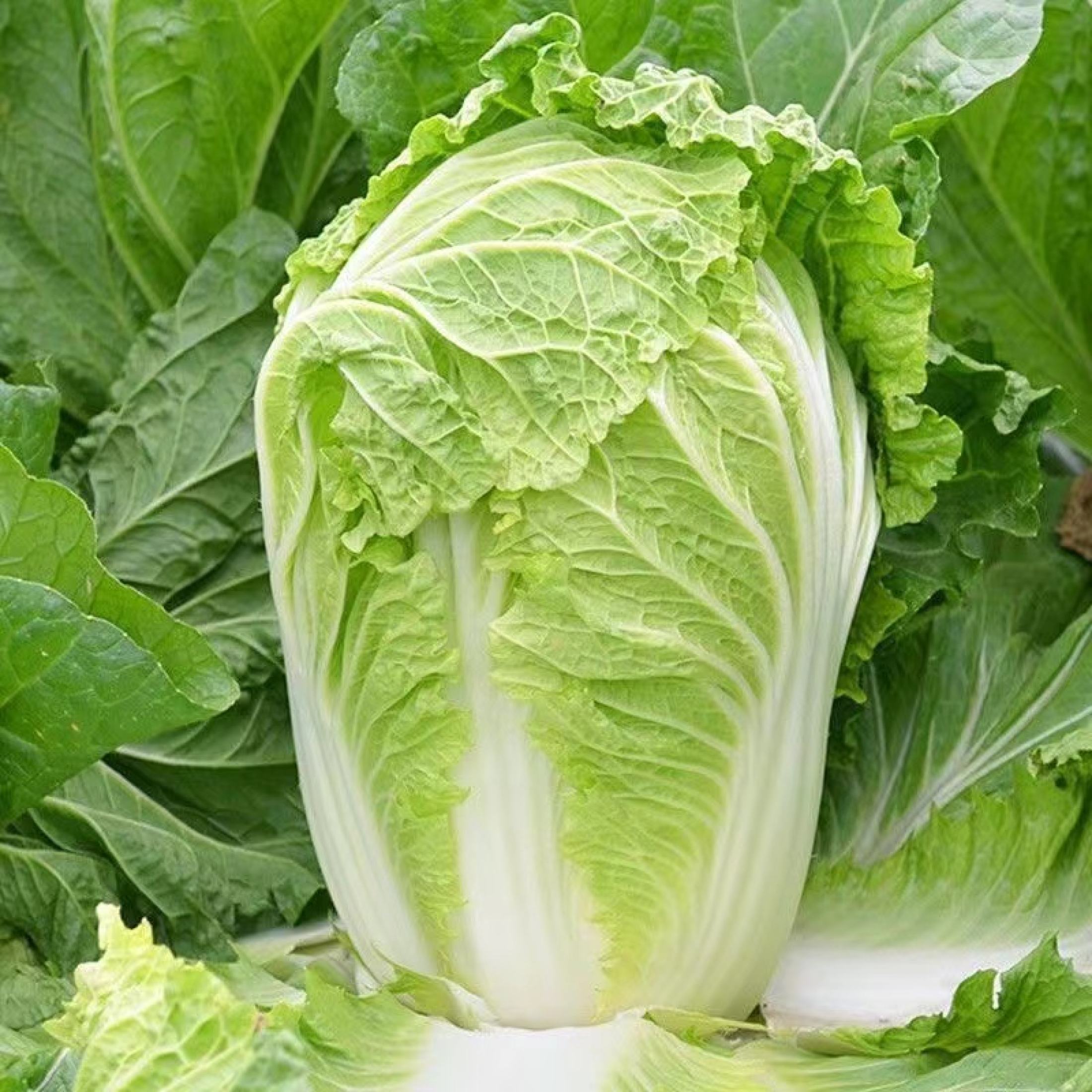 Pechay Baguio/Chinese Cabbage ( 200 Seeds ) | Shopee Philippines