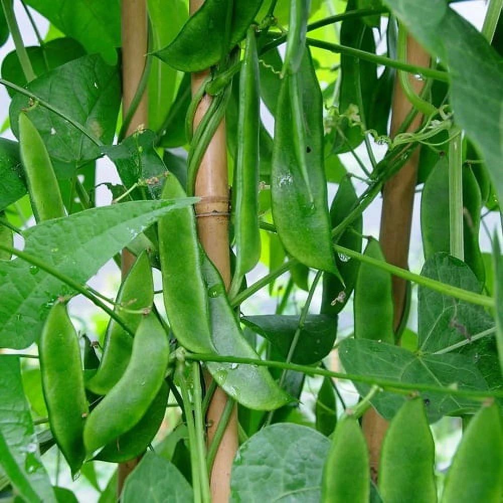 PATANI BEAN / LIMA BEAN (5 seeds) - Vegetable Seeds | Shopee Philippines