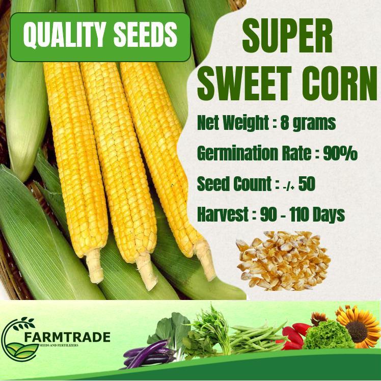 SUPER SWEET CORN SEEDS - ( 50 seeds ) super sweet corn variety | Shopee ...