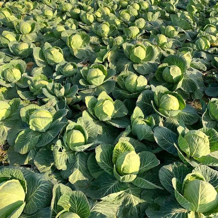 (200 seeds)REPOLYO/CABBAGE SEEDS HYBRID/HIGH YIELD/EASY TO GROW ...