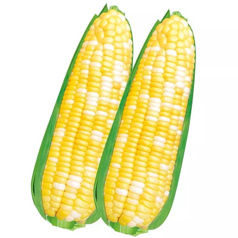 SUPER SWEET CORN SEEDS - (20seeds/pack) super sweet corn variety ...