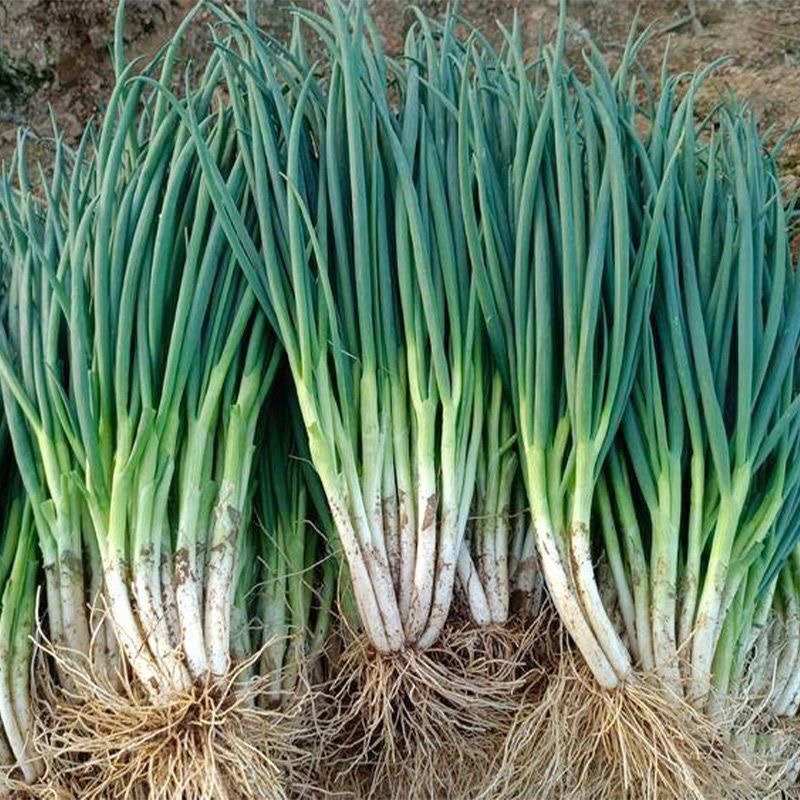 (500seeds/pack) DAHON NG SIBUYAS/BUNCHING ONION -/JAKKOU VARIETY/EASY ...