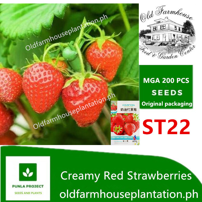 200Pcs Big Red Sweet strawberry seeds Giant Strawberry Berry Seeds Rare ...