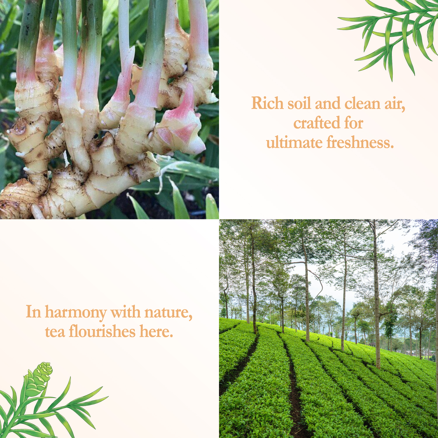 Sipster Ginger Tea Organic 100 Tea Bags Organic Herbal Tea From Single ...