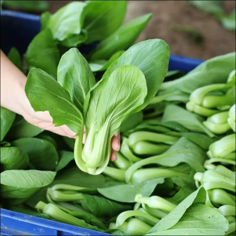 500 Pcs/bag Fresh Pak Choi Seeds Easy to Grow, Fast Germination, Good ...