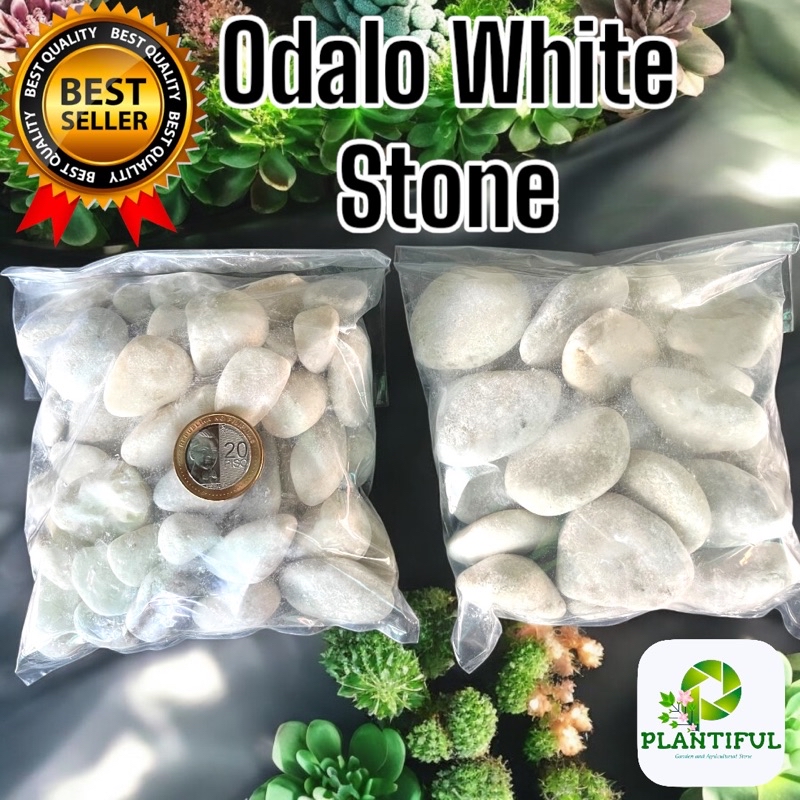 1kg pack Odalo White Stone | White Pebbles Stone | Decorative Stone ...