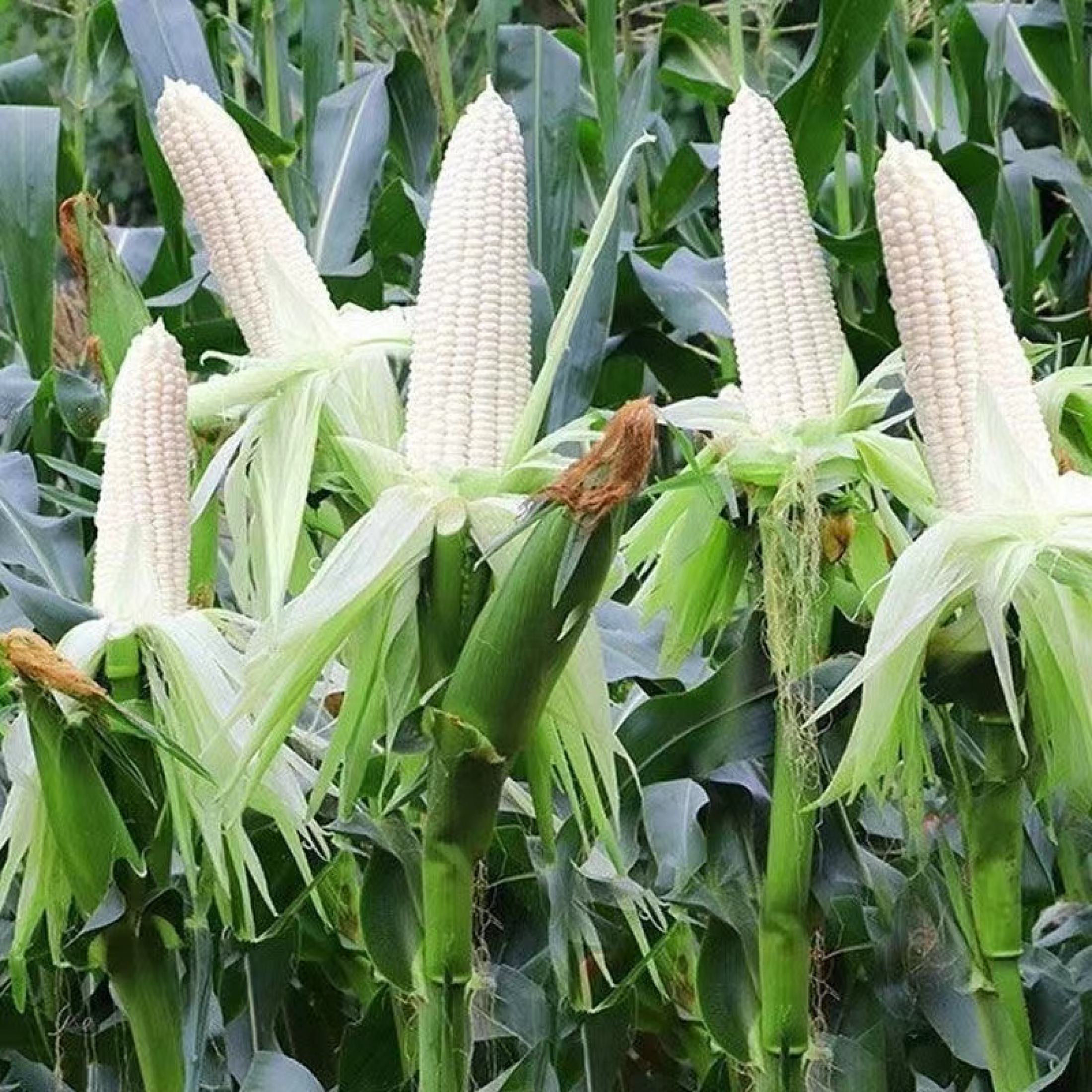 Sweet Glutinous White Corn Seeds - (20seeds) WHITE LAGKITAN CORN/Waxy ...
