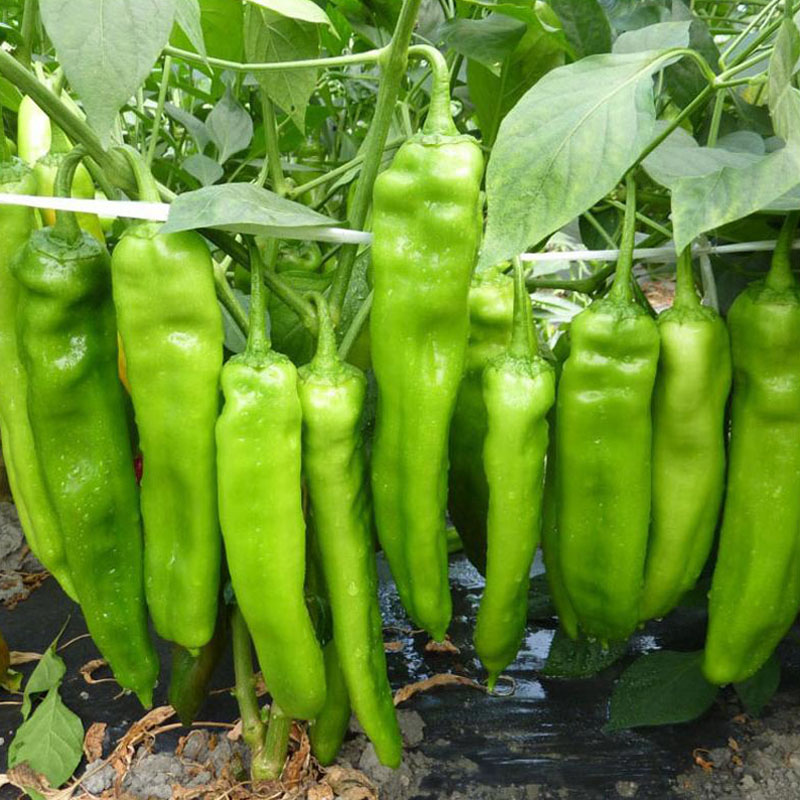 100 Seeds/pack SILI PANIGANG / Siling Haba / Hot Pepper Green / Bicol ...