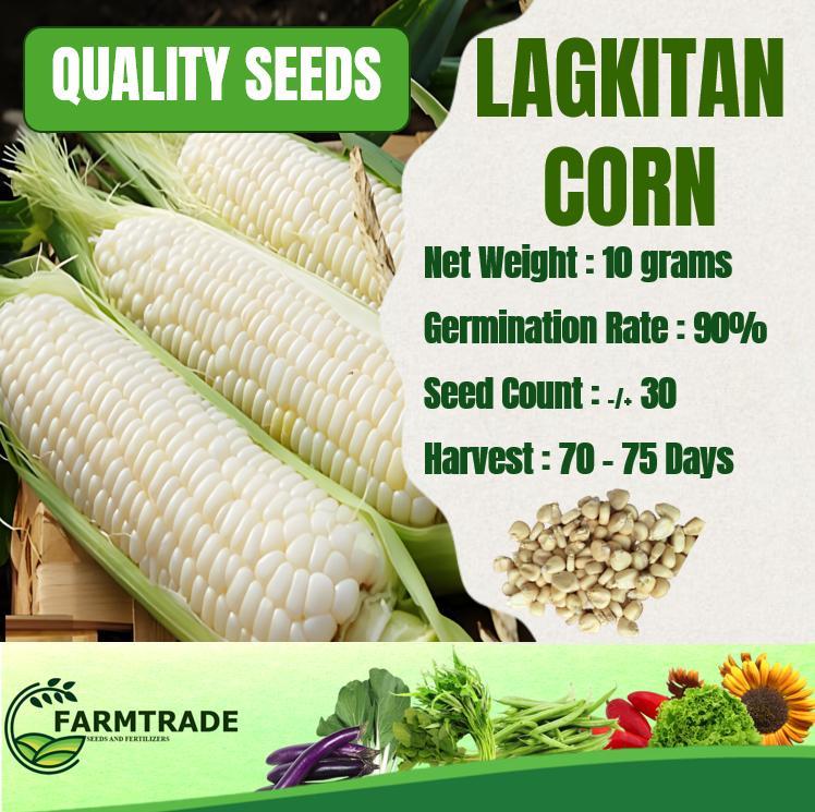 WHITE LAGKITAN CORN - (30 seeds) Waxy Corn | Shopee Philippines