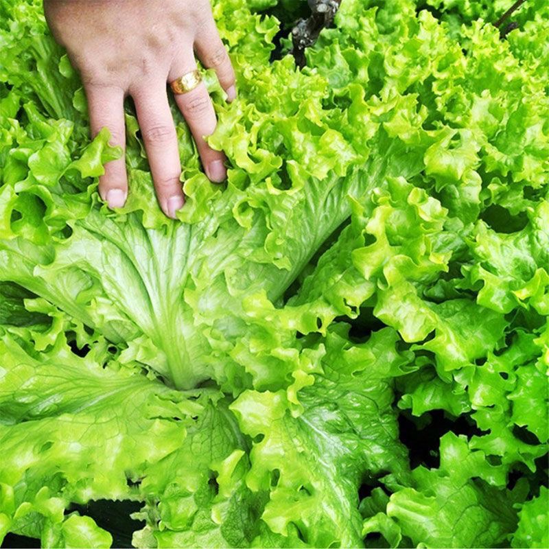 Olmetie RZ Green Batavia Lettuce by RIJK ZWAAN (50, 100 & 200 pelleted ...