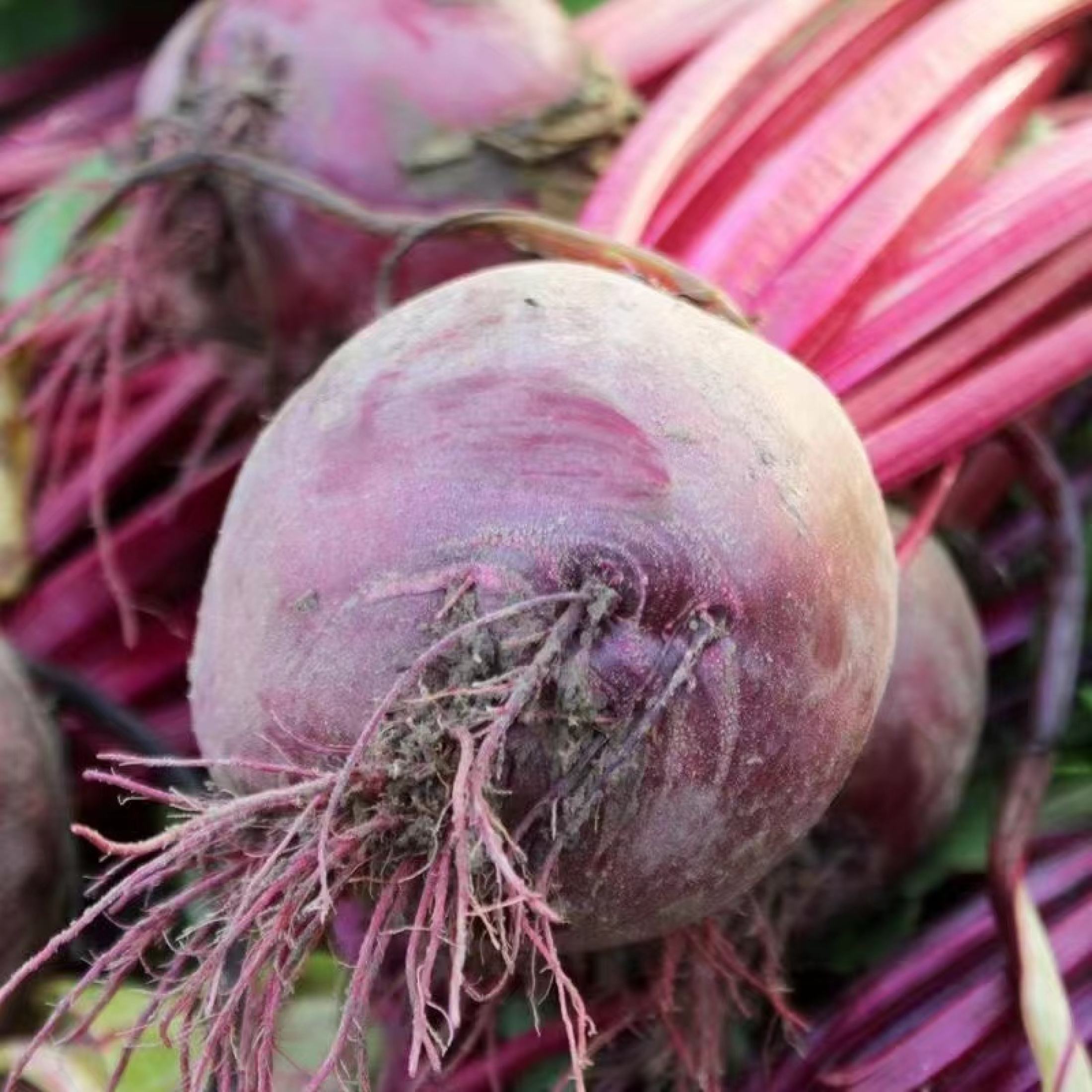 Fresh Red Beet Seeds for Planting Vegetables (Fast Growing 150 Seed ...