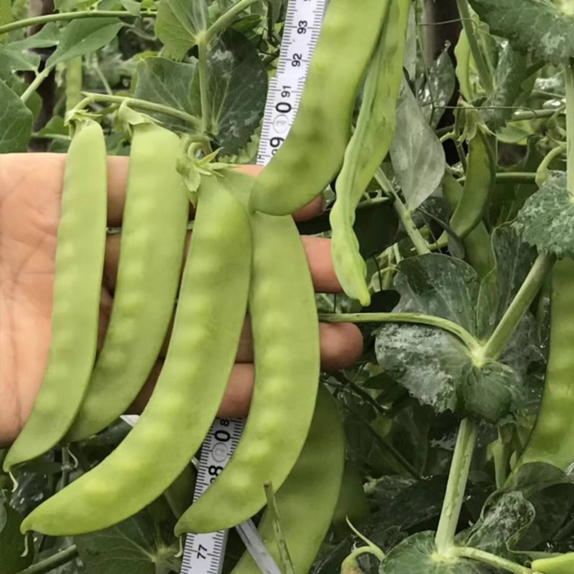 SNOW PEA - ( 20 seeds ) Sitsaro / Chinese Pea / Snow Peas Vegetable ...