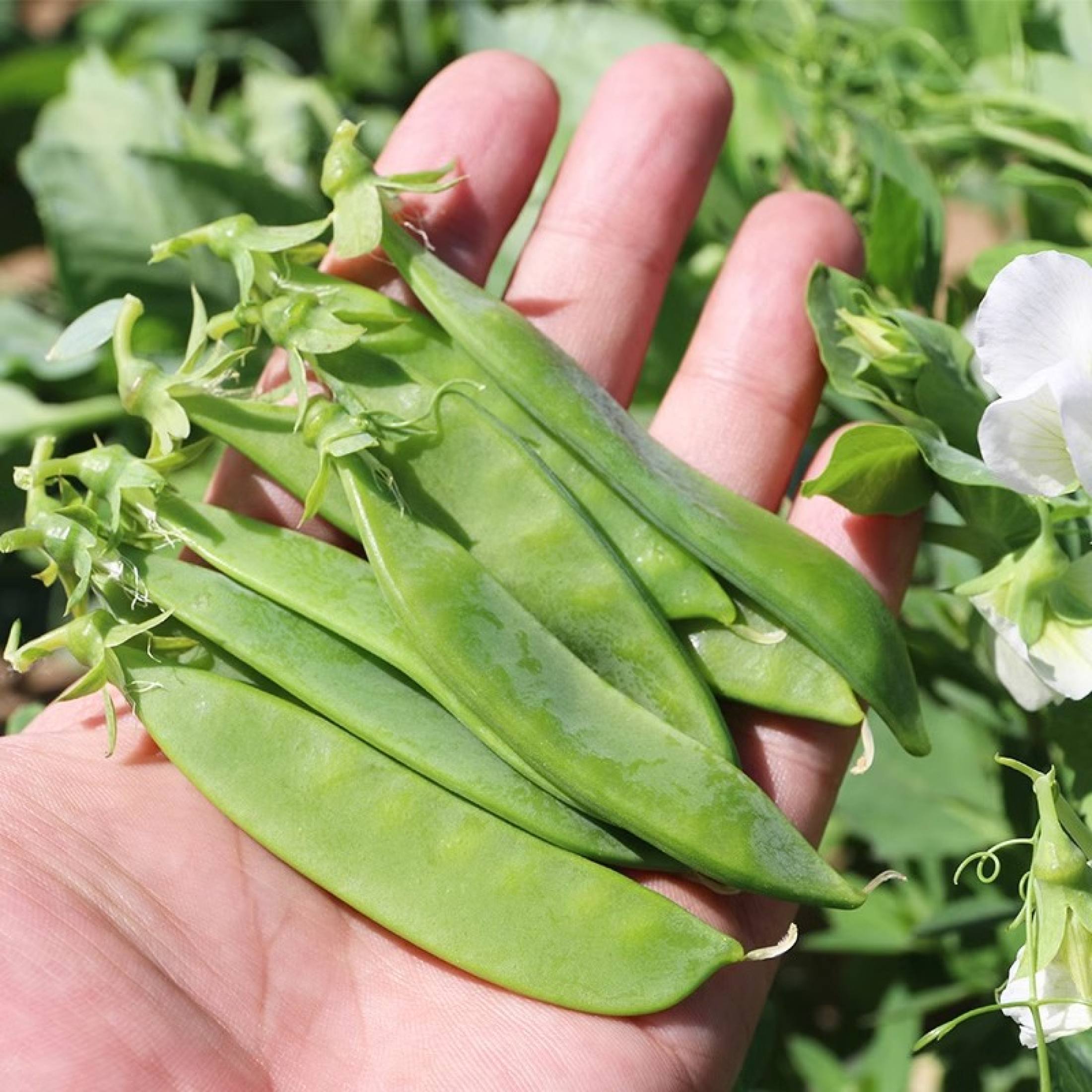 SNOW PEA - ( 20 seeds ) Sitsaro / Chinese Pea / Snow Peas Vegetable ...