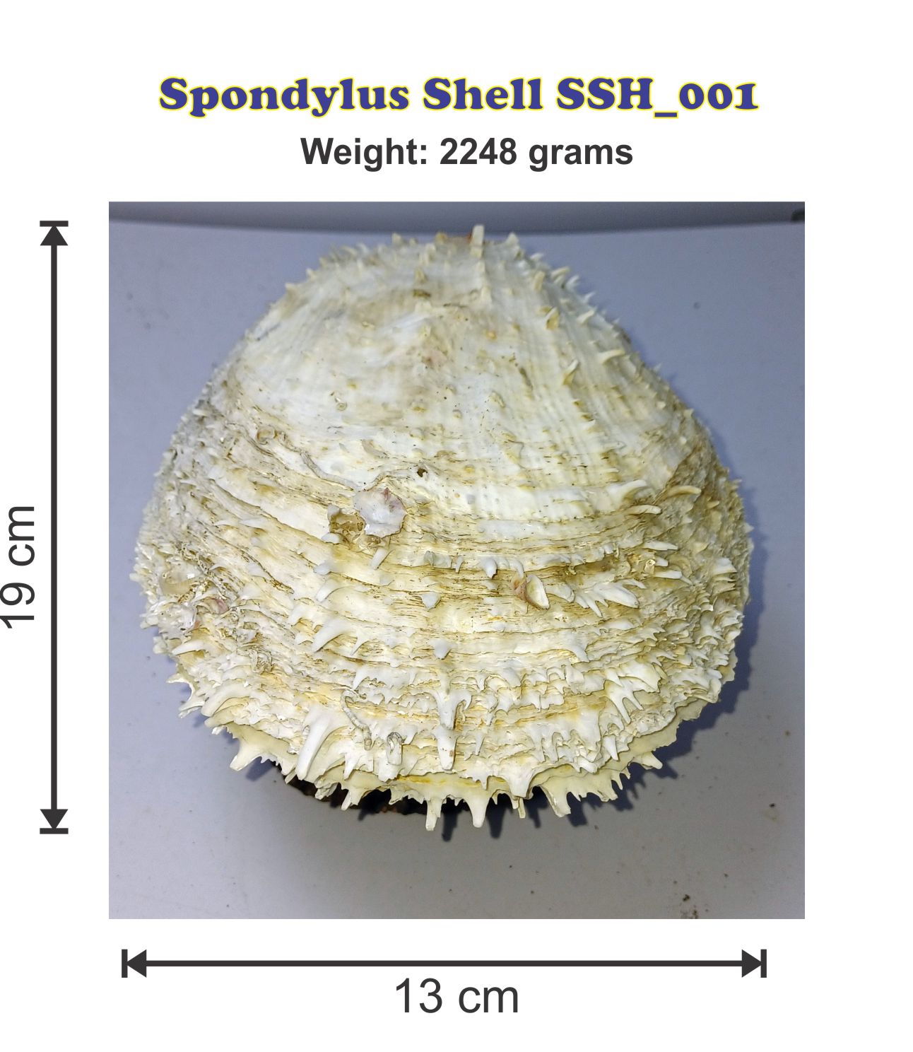 Spondylus Varius Rare Giant Thorny Oyster SSH_001 | Shopee Philippines