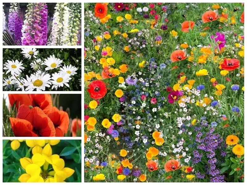 Booster 88 (150ml) - [Booster 76 Plus] - Organic Plant Fertilizer to ...