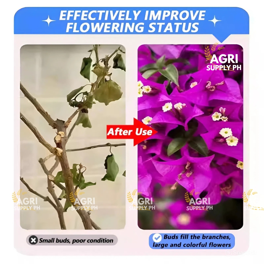 [BUY 1 GET 1] Bloom Max fertilizer for plant - Solution to increase ...