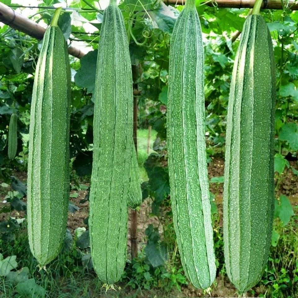 PATOLA TAGALOG SEEDS ( 20pcs ) - Luffa Ridged Variety | Shopee Philippines