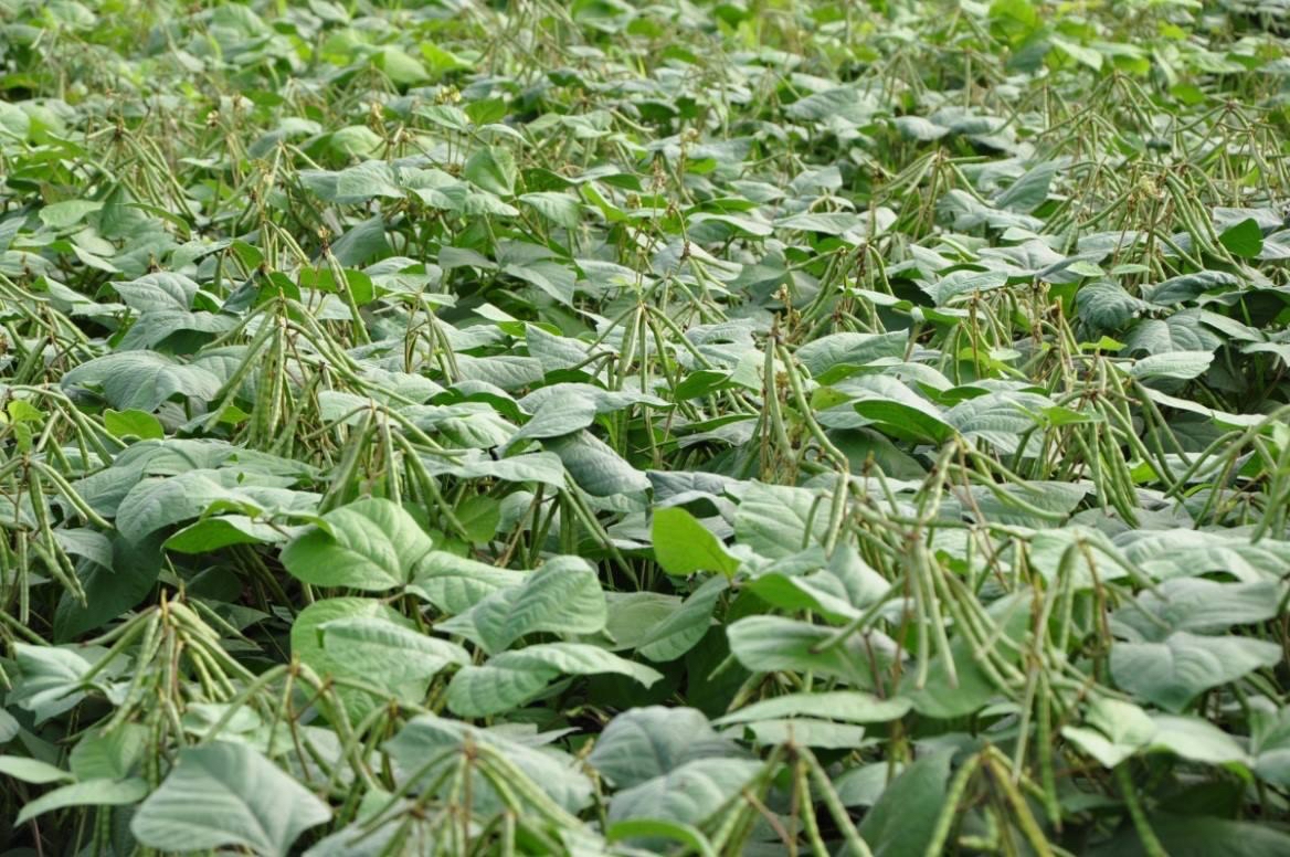(20 Seed) Red Munggo Monggo Beans Seeds for Plantina Vegetable | Shopee ...