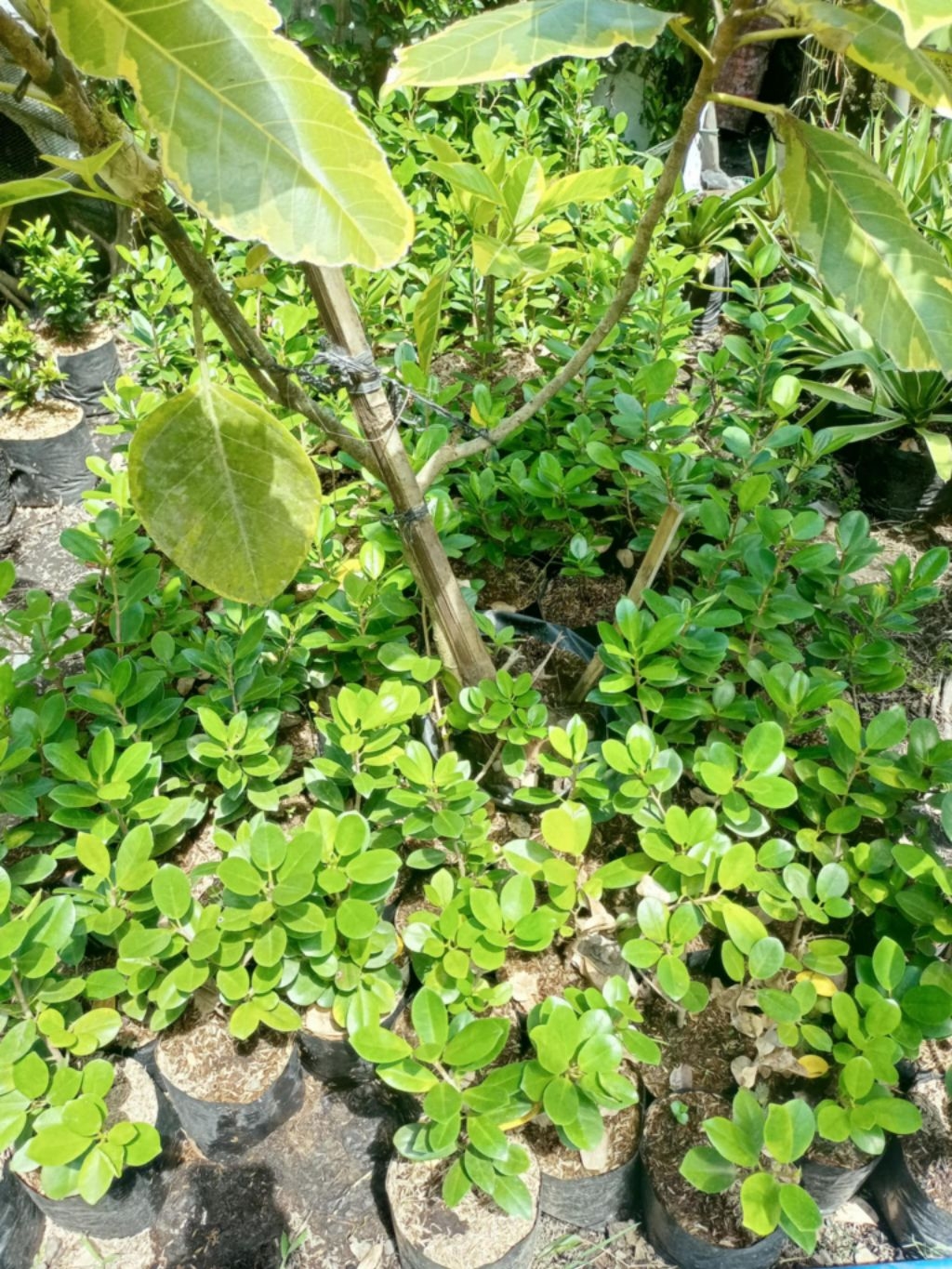 Ficus nana I Bonsai I Live Plant I Money. Tree I Fully Rooted | Shopee ...