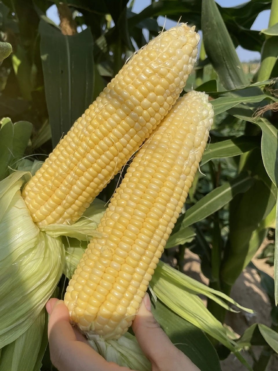 ( 20 seeds ) SUPER SWEET CORN SEEDS - super sweet corn variety | Shopee ...