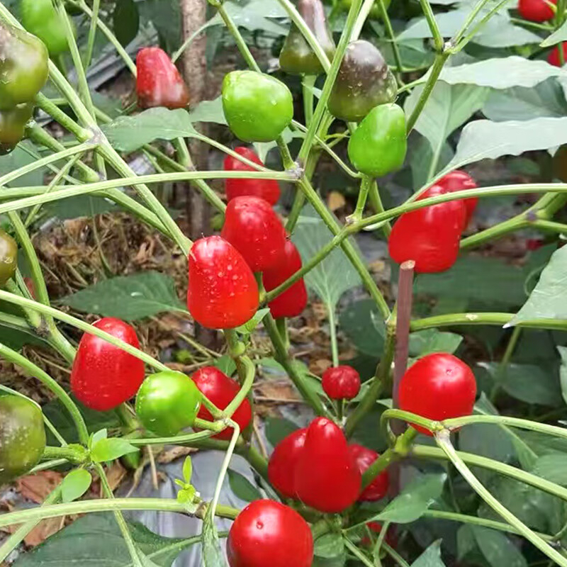 100 Hot Pepper Seeds Chili Pepper Seeds- Habanero. Jalapeno | Shopee ...
