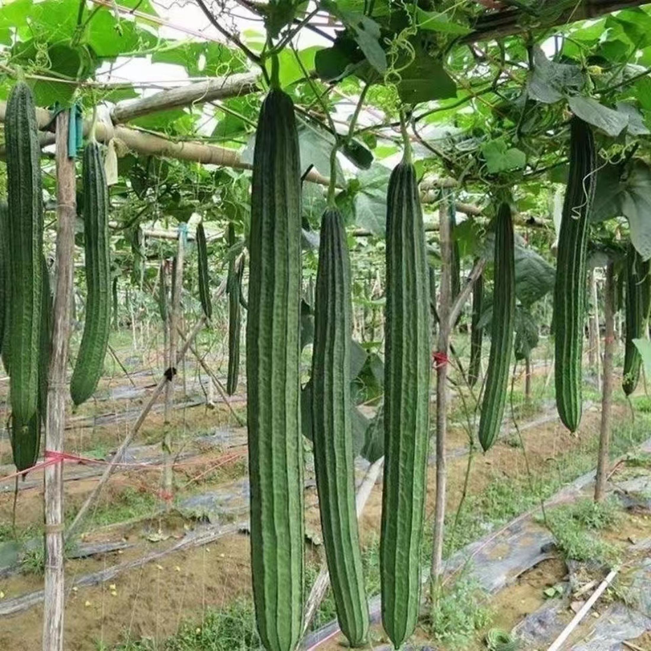 PATOLA TAGALOG SEEDS ( 20 seeds ) - Luffa Ridged Variety 100% Organic ...