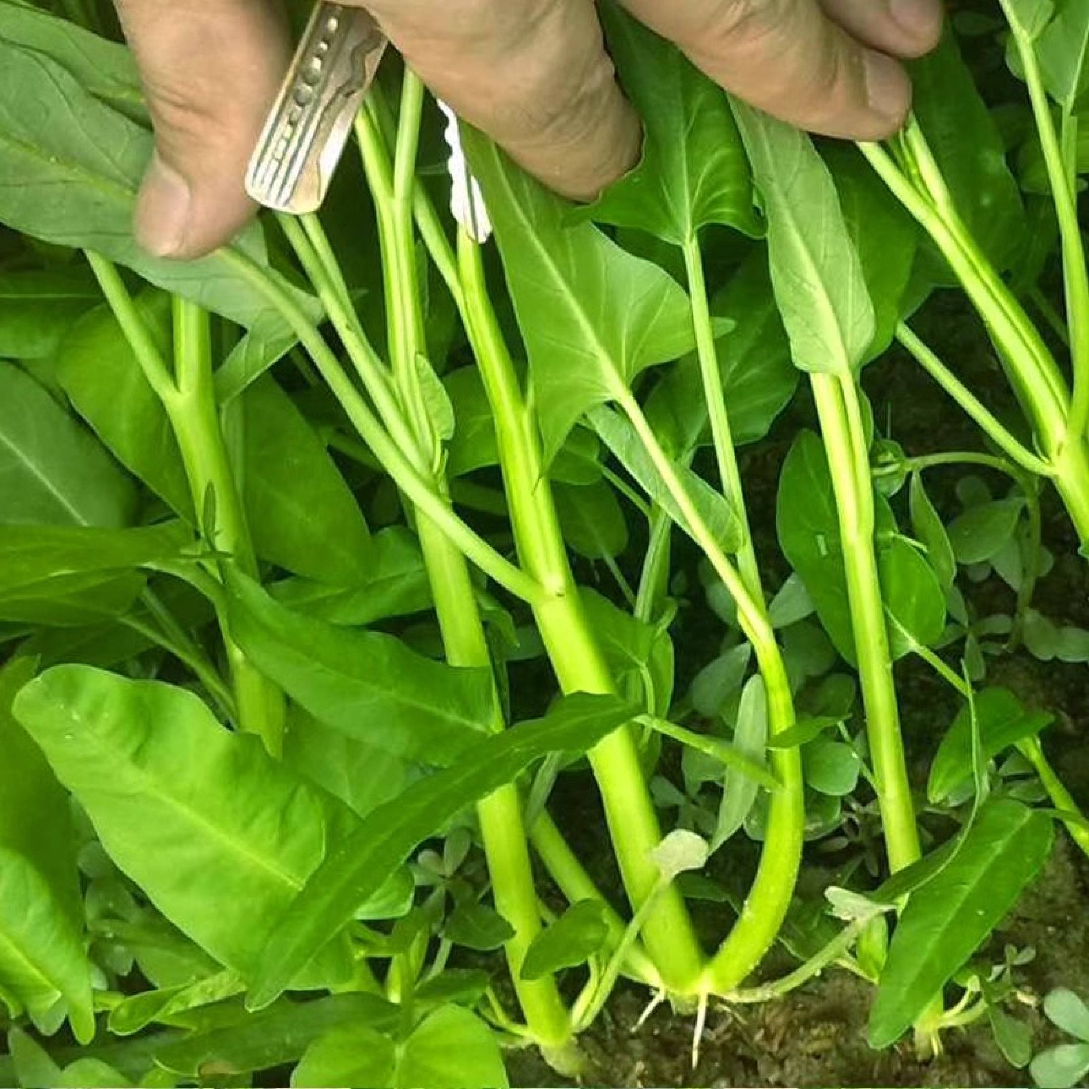 Chinese Kangkong Seeds /（150seeds） Upland Kang kong / Water Spinach ...
