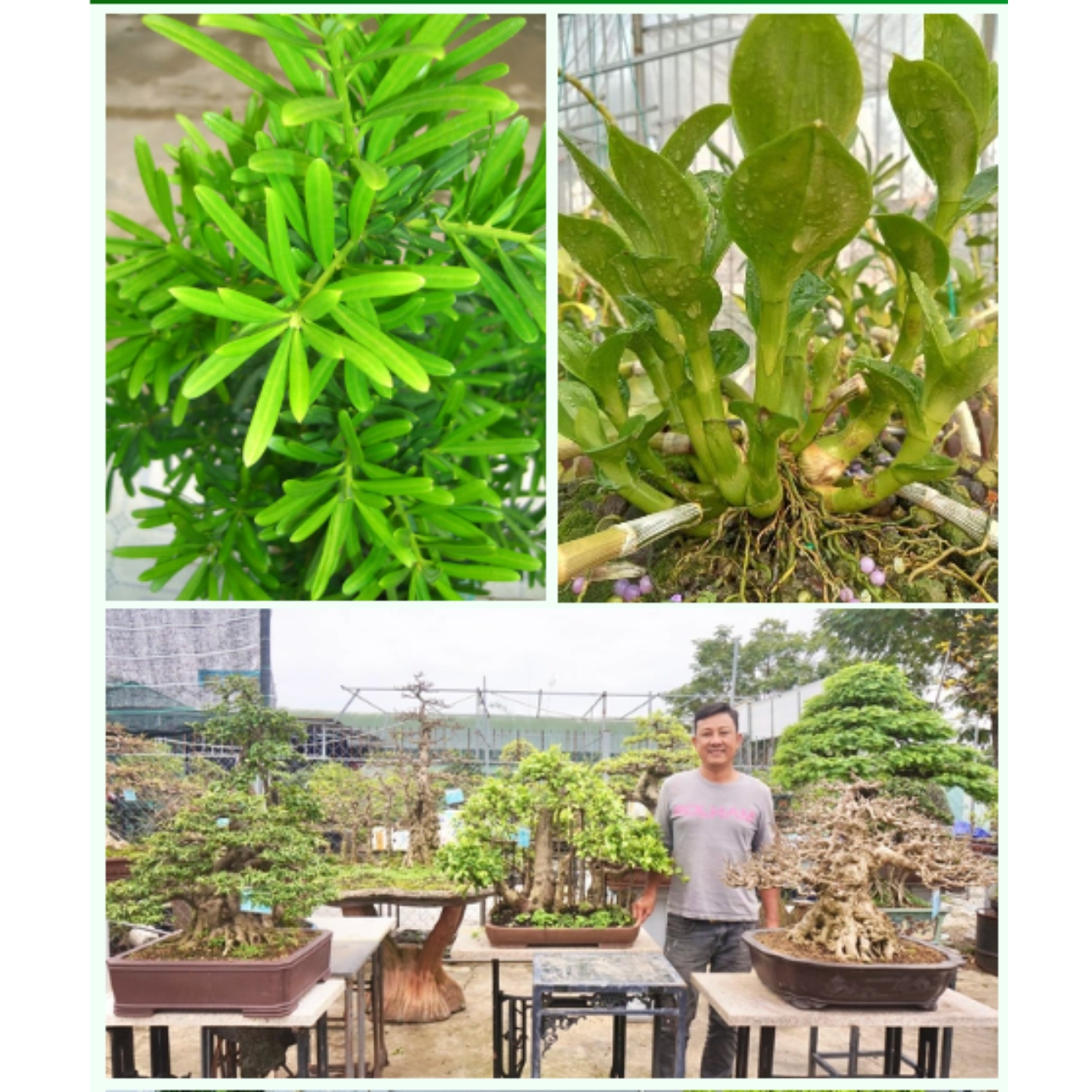 ROOTMAX Super root stimulant fertilizerNourish and Restore Weak Plants ...