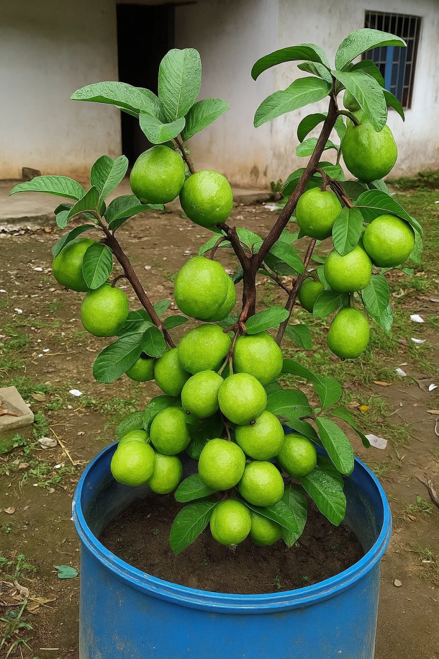 Grafted Guava Live Seedling Plant – Bayabas Fruit Tree, Sweet Tropical ...