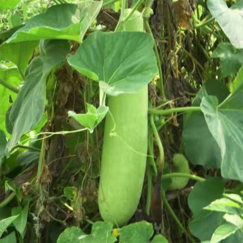 20Seeds Long Bottle Gourd Upo Seeds for Planting - High Yield Upo Seeds ...