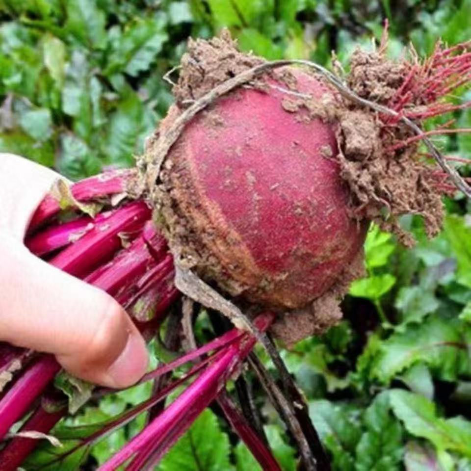 RED BEET SEEDS (150 seeds) - Dark Red Beets | Shopee Philippines