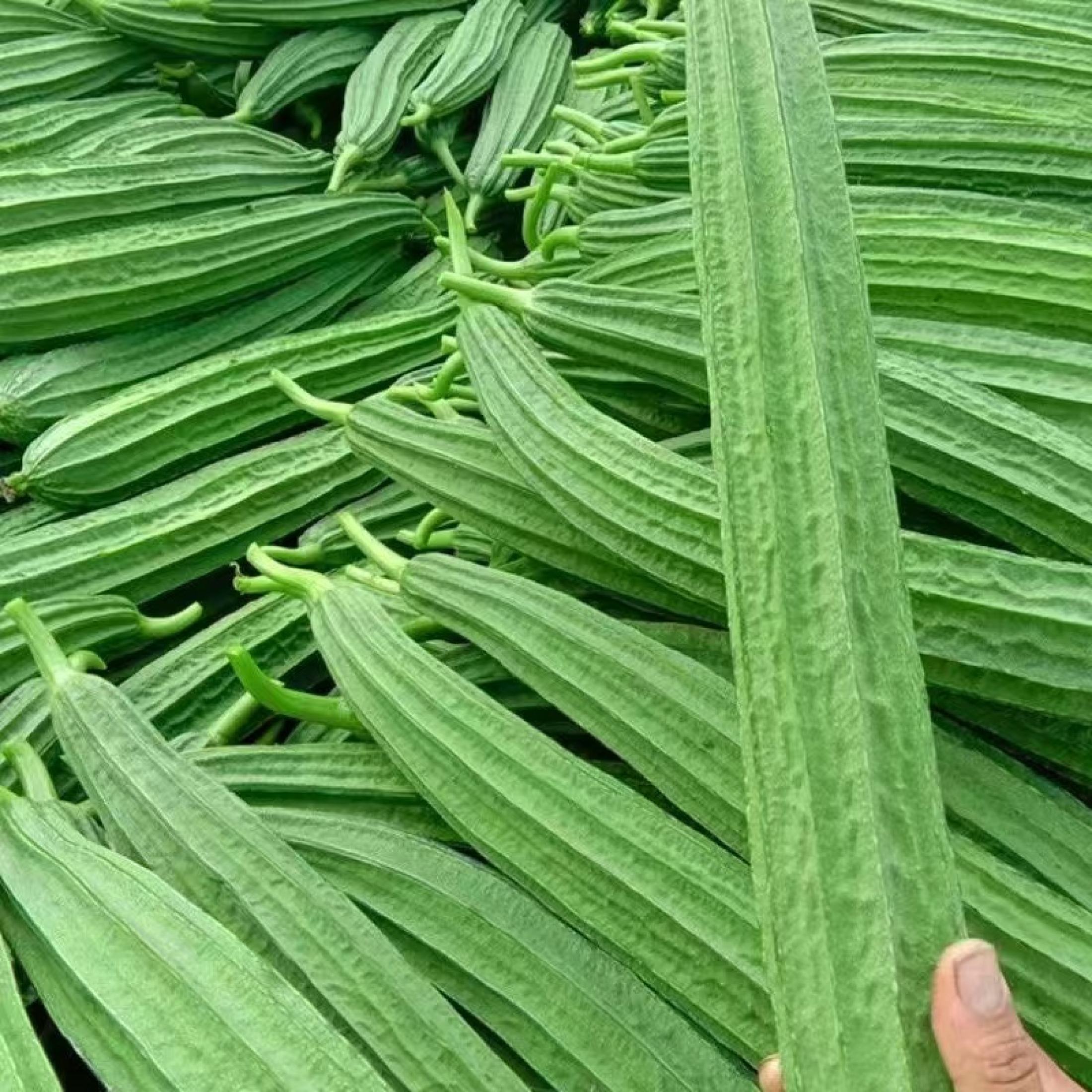 PATOLA TAGALOG SEEDS ( 20 seeds ) - Luffa Ridged Variety | Shopee ...