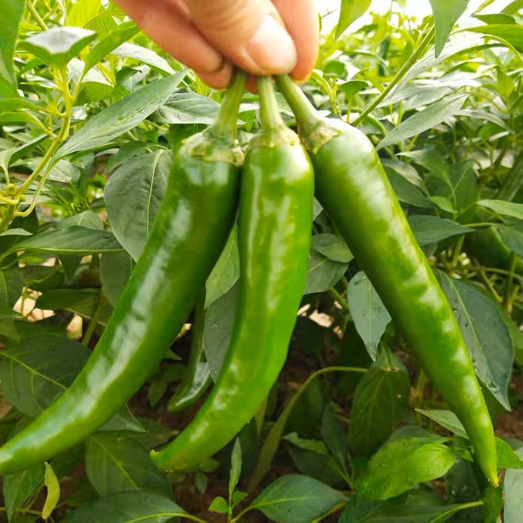 100 seeds Green Chili/Siling haba/ Siling pang sigangseeds | Shopee ...