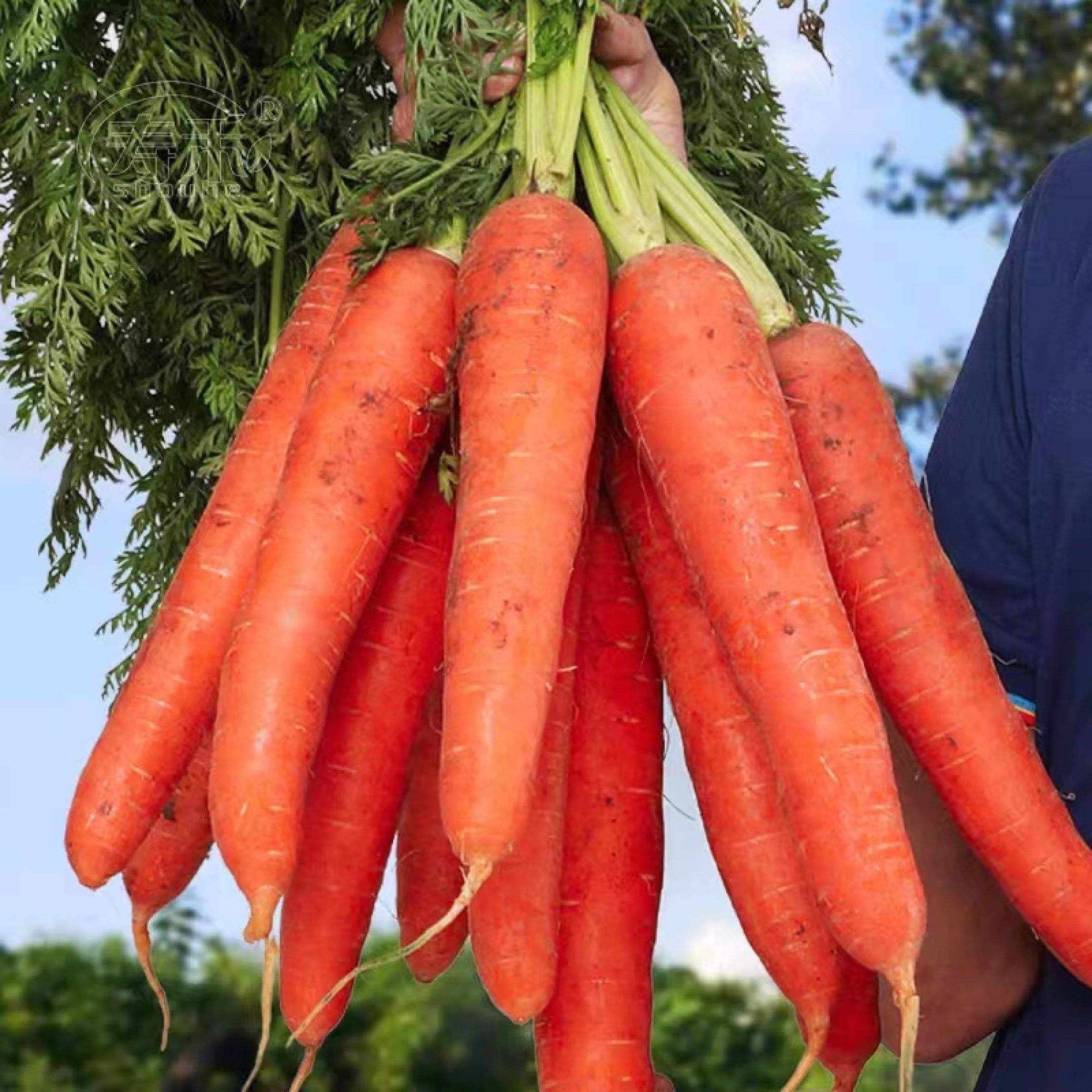 1000seeds/pack KURODA CARROT SEEDS - Carrots Seeds (High Germination ...