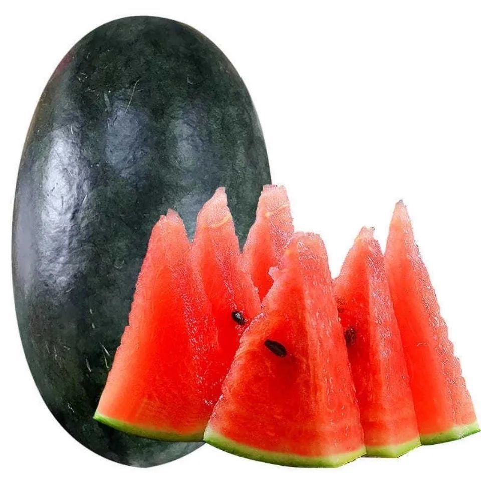 (20 Seeds) Super Sweet Juicy Giant Water Melon Seed Pakwan Seeds Dwarf ...
