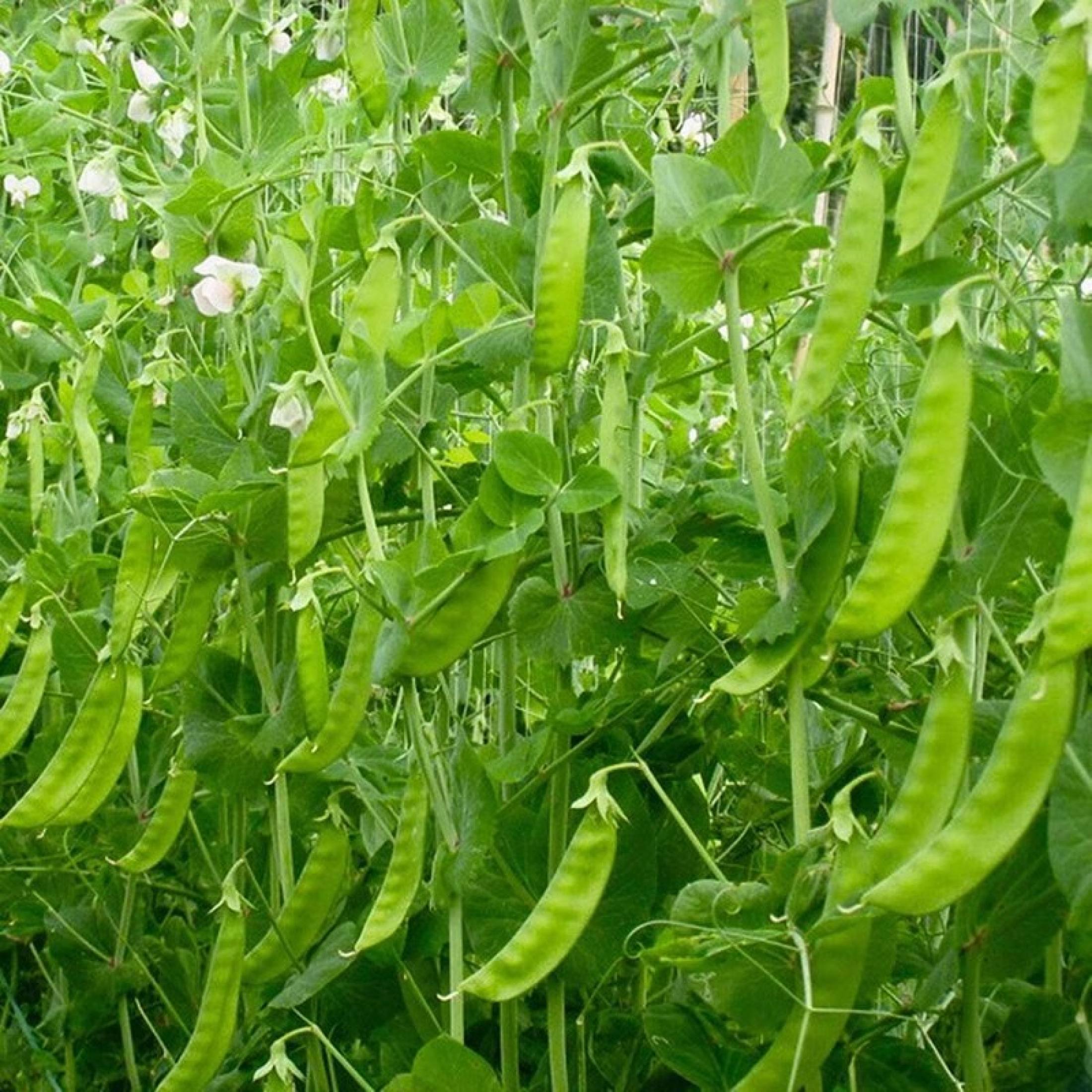 SNOW PEA seeds- ( 30 seeds ) Sitsaro seeds/ Chinese Pea / Snow Peas ...