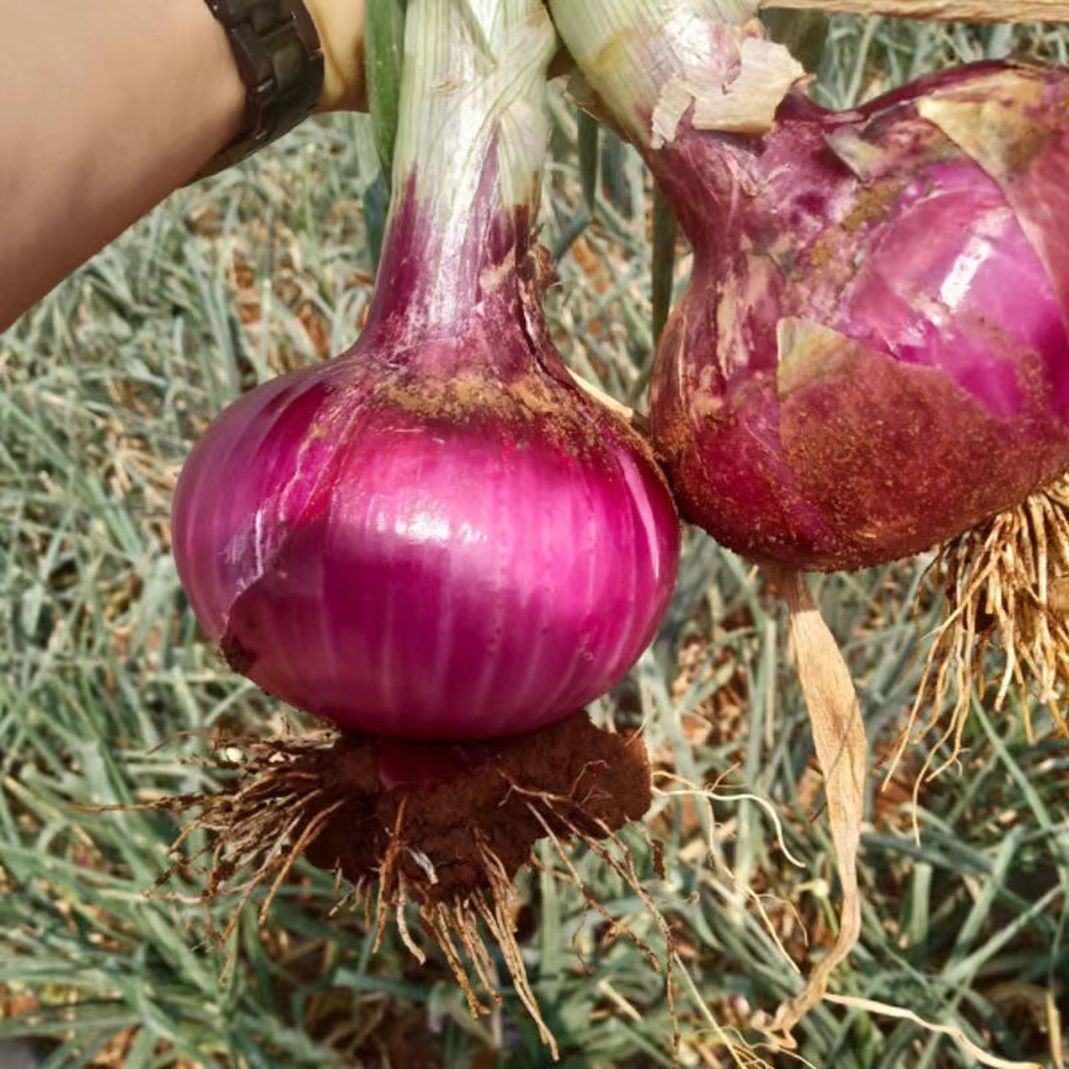(200 SEEDS) RED ONION SEEDS/Red Hawk Variety/HIGH YIELD/HYBRID/EASY ...