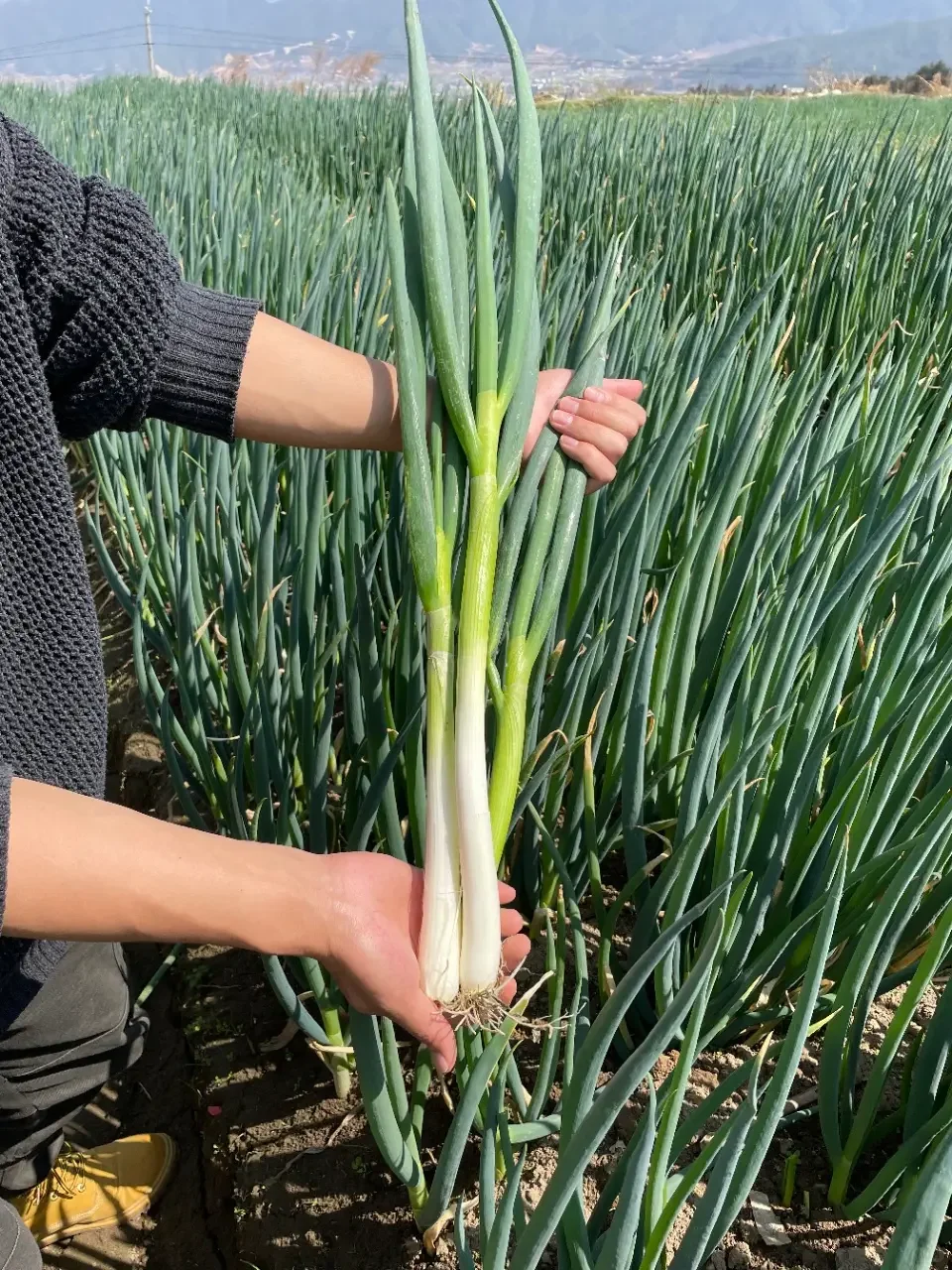 (500 SEEDS) DAHON NG SIBUYAS/BUNCHING ONION/JAKKOU VARIETY/EASY TO GROW ...
