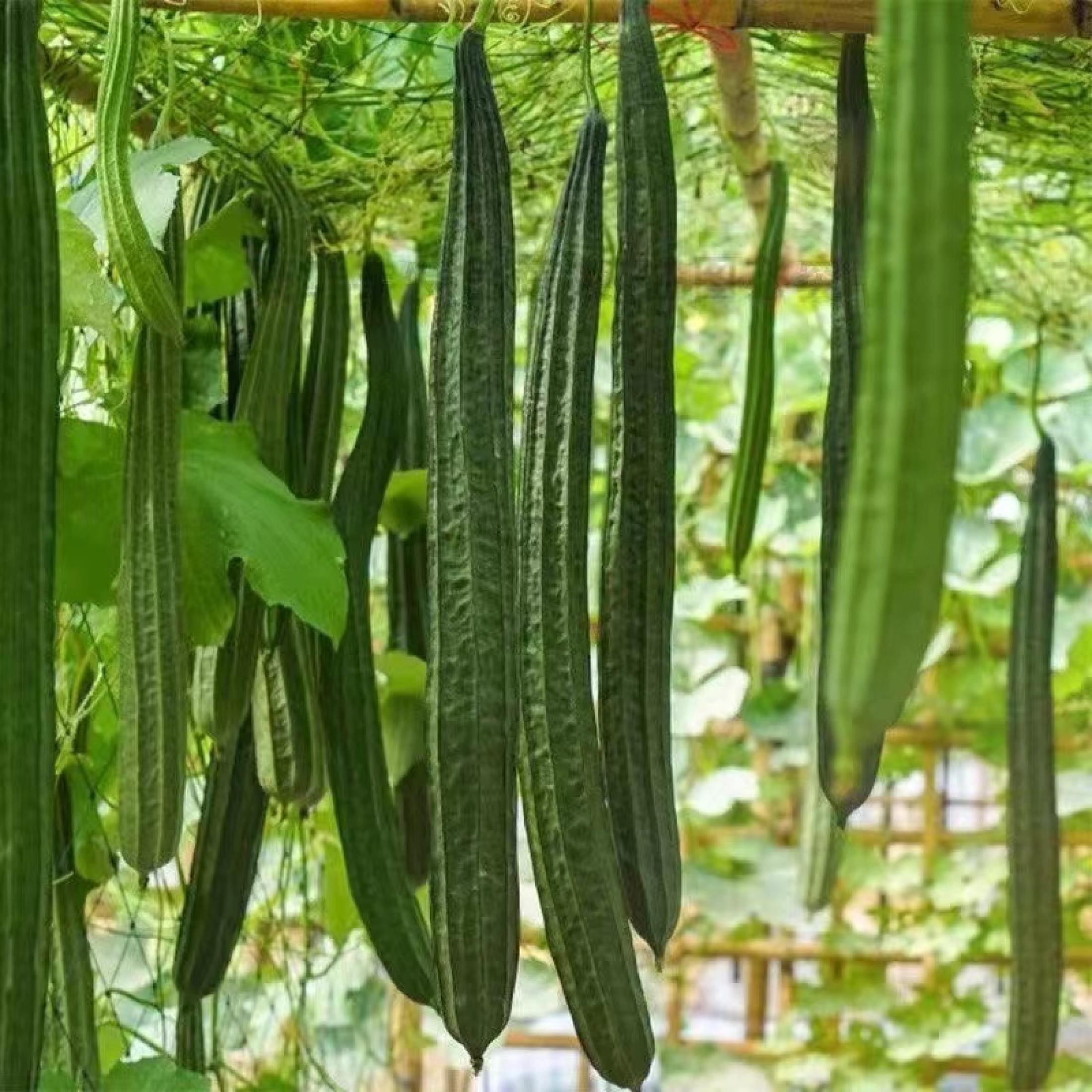 PATOLA TAGALOG SEEDS ( 20 seeds ) - Luffa Ridged Variety 100% Organic ...