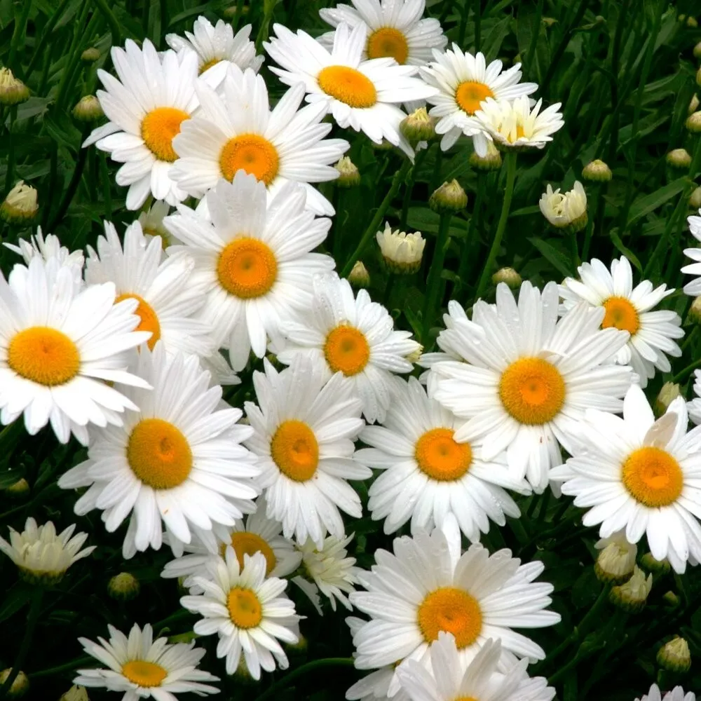 Dwarf Daisy Flower Seeds - 1000 Compact Variety Low Water Needs Perfect ...