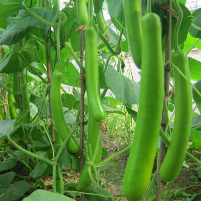 UPO Seeds - Bottle Gourd Vegetable Plants (20 Seed) Long Bottle Gourd ...