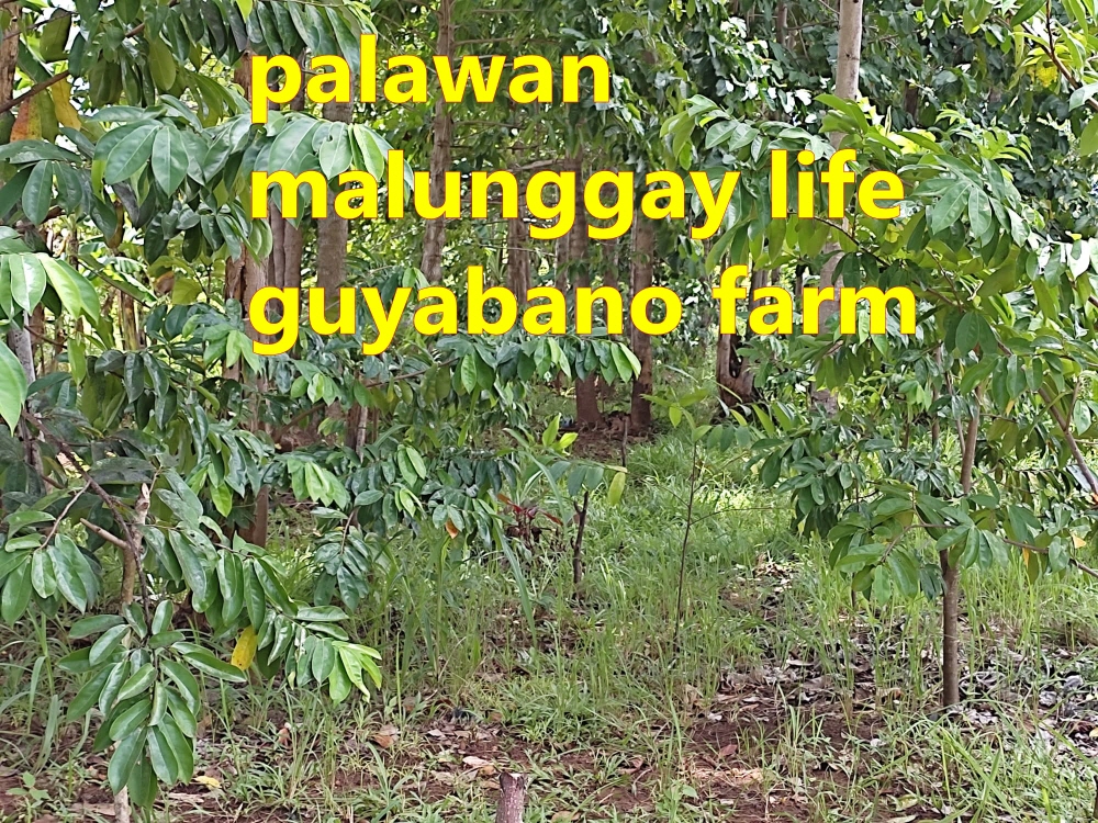 Guyabano Tea pure natural locally grown farm grown | Shopee Philippines