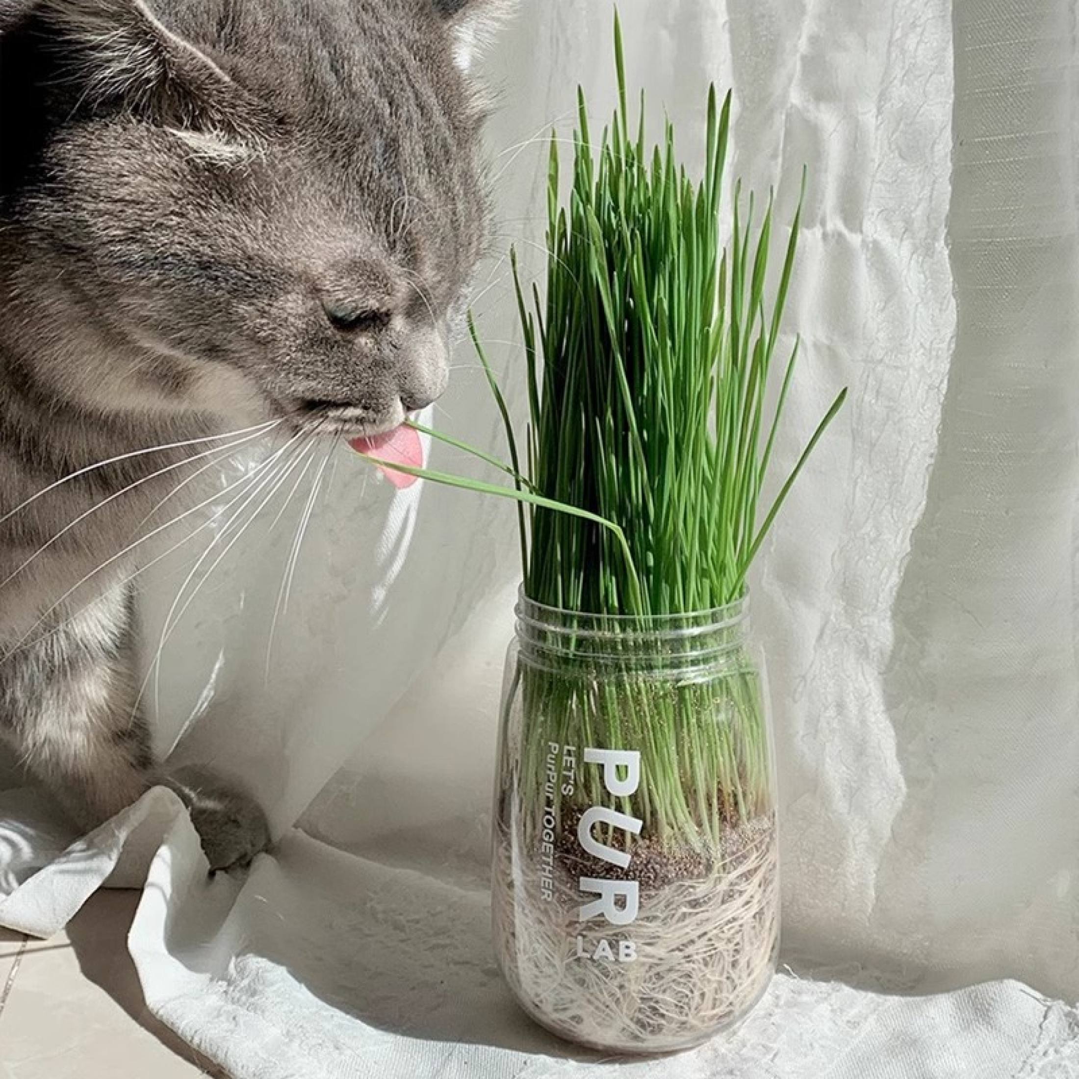 ( 200seeds ) Natural CAT GRASS Seeds - 100% Organic, Non-GMO | Shopee ...
