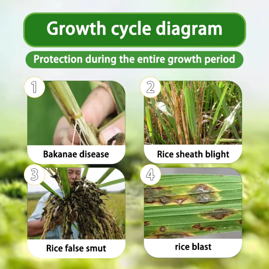 Gold Rush 370 SC 1L Insecticide for Rice – Broad Spectrum Pest Control ...